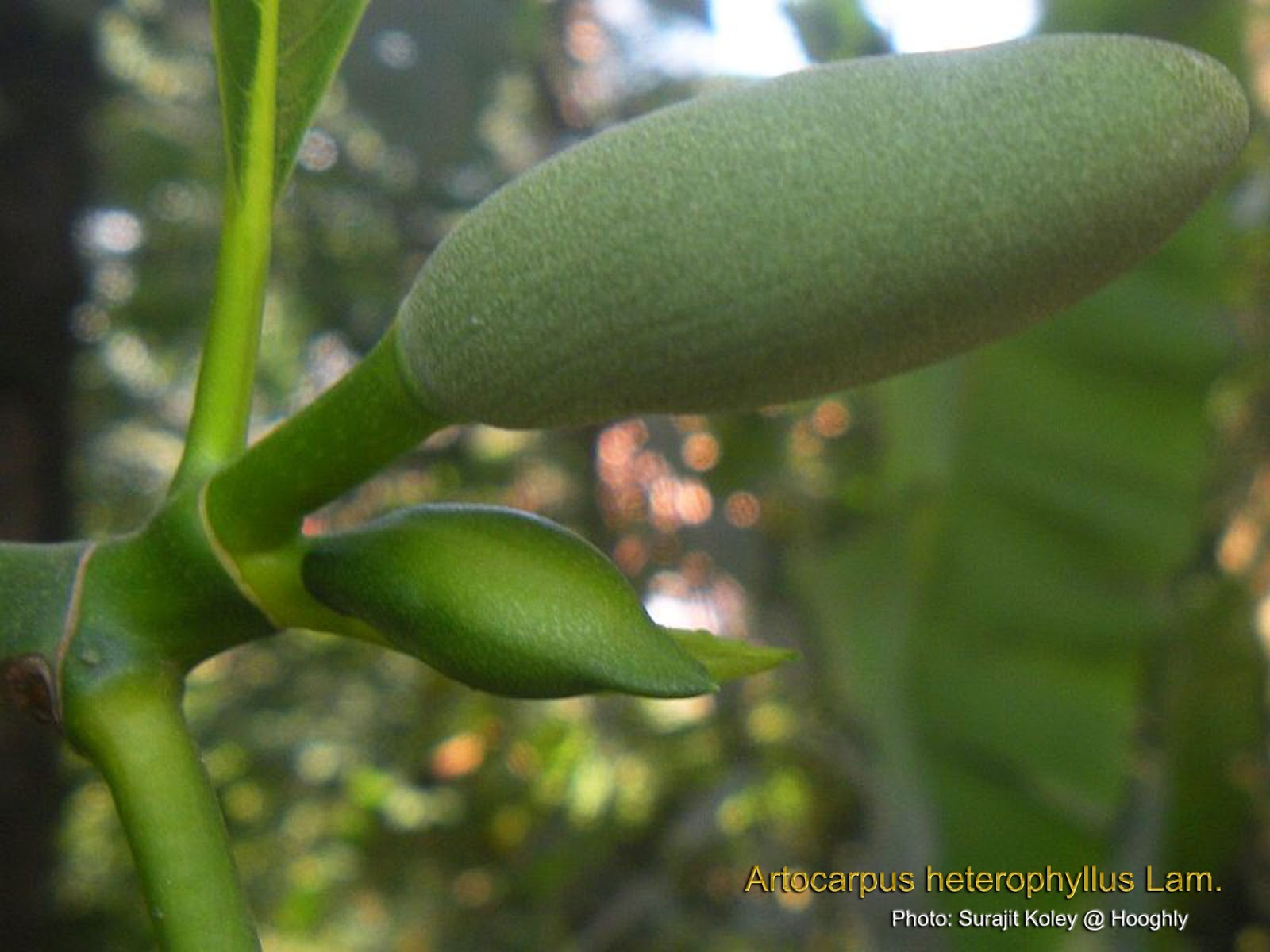 Medicinal Plants: Artocarpus heterophyllus Jackfruit tree panasa pazha pala