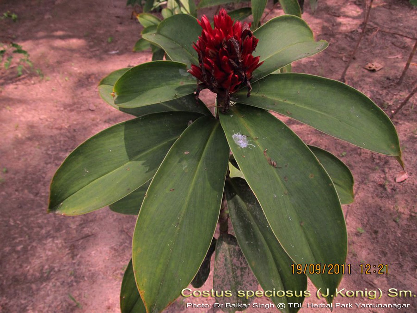 Medicinal Plants: Cheilocostus speciosus Costus speciosus Chengalva ...