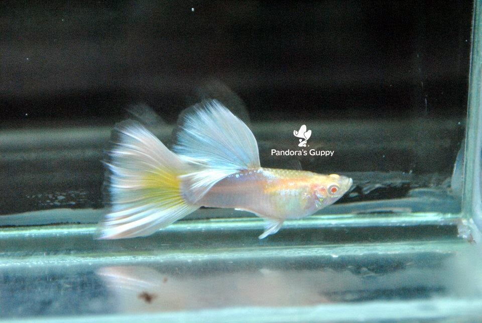 Jenis Guppy Yang Ada di Indonesia | All About Guppy in The World