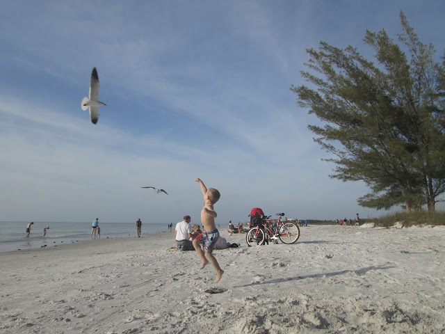 Sweeneyville: Seagull....PUNCH!