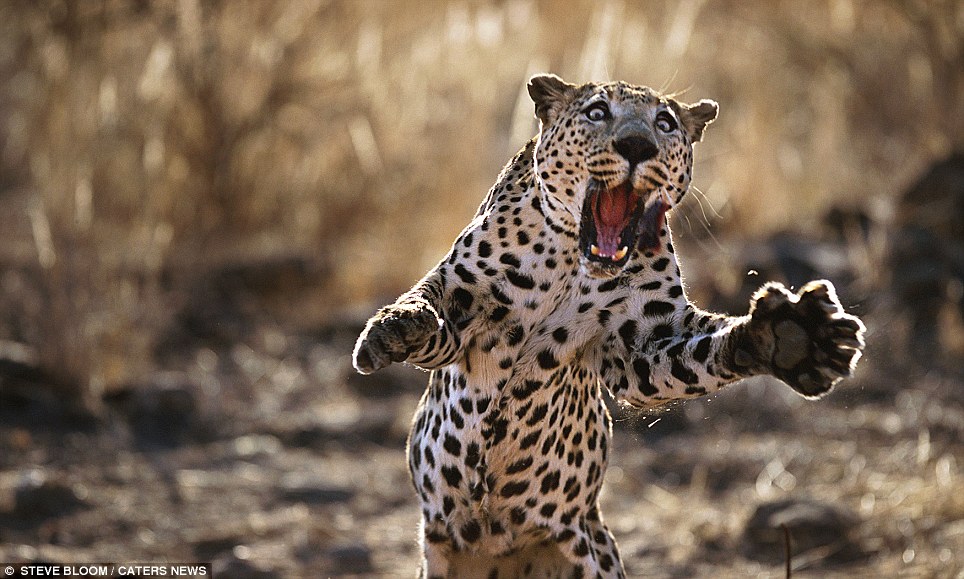 The animal zone: Gotcha! Terrifying shot of leopard captured mid pounce