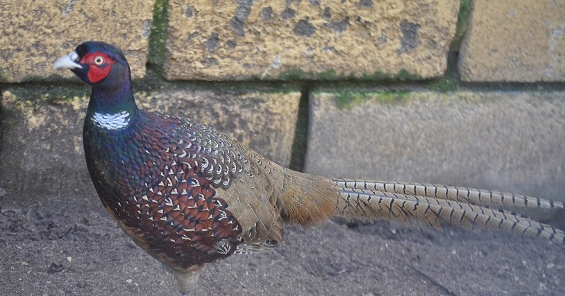 ZOOTOGRAFIANDO (6.100 ANIMALS): FAISÁN COMÚN / COMMON PHEASANT ...