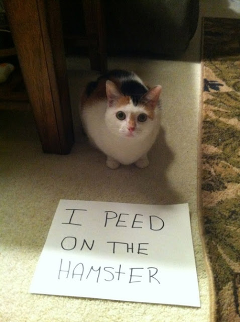 The 27 Naughtiest Cats In The World