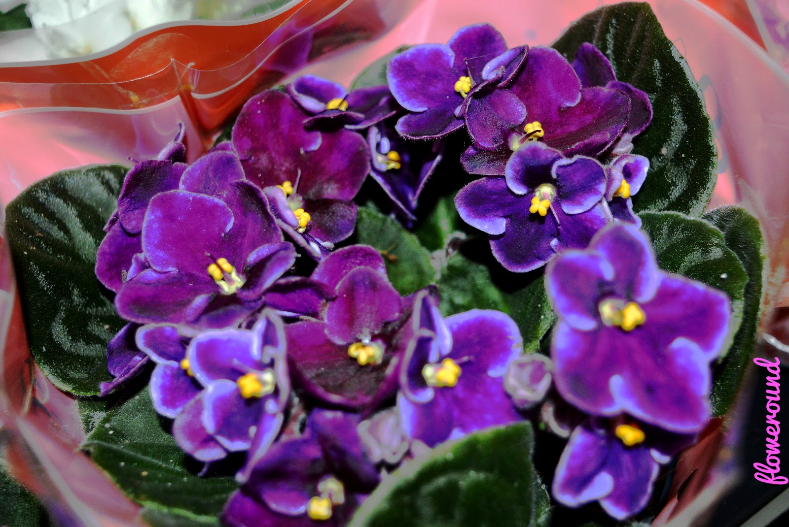 FLOWEROUND - certainly, for you.: VIOLET