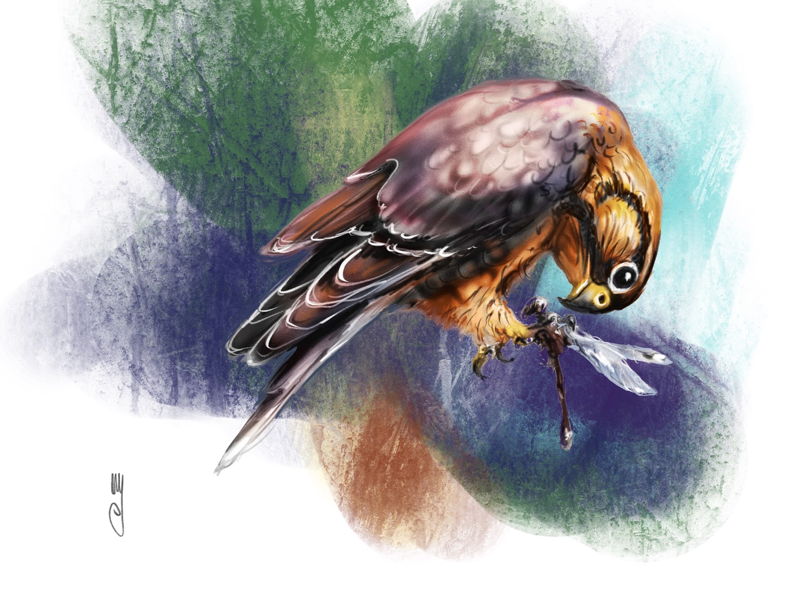 Merlin Bird Drawing
