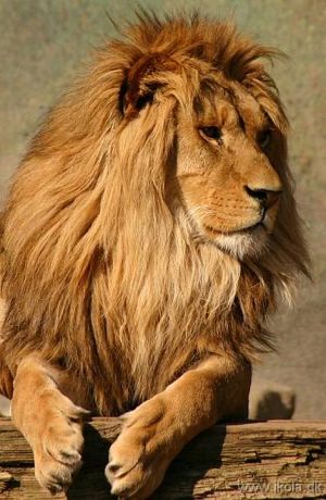 Blogu im Profesional: Kafshet e Egra