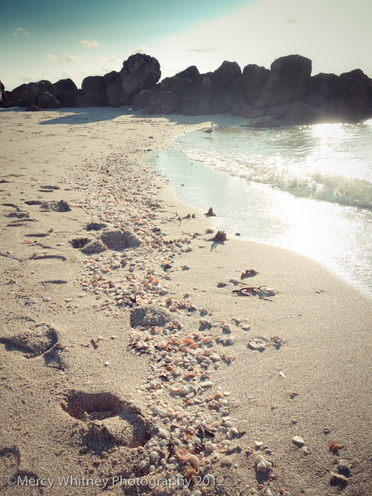 The Photographer's Journey... By Mercy Whitney Photography