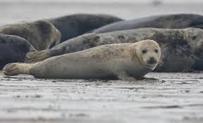 Csodálatos állatok: Kúpos fóka