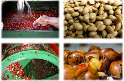 Cara Pengolahan Biji Kopi Dengan Cara Honey Process - rivopayu