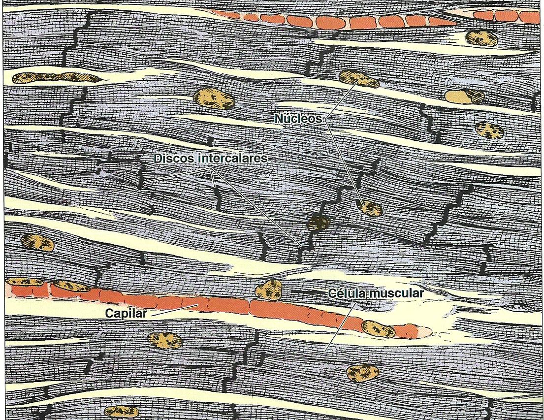 Histologia: Tecido Muscular
