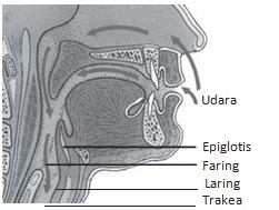 Organ-Organ Pernapasan Manusia dan Fungsinya | Biologi and Scinece