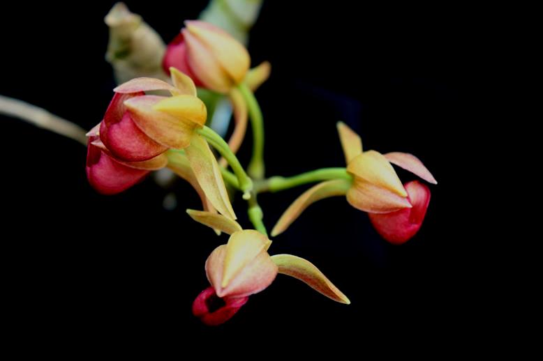 Triang Botanical Valley: Mormodes buccinator