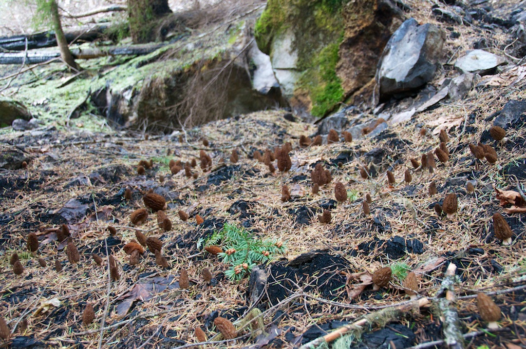 Gourmet Foragables: How to find and cook with wild edibles