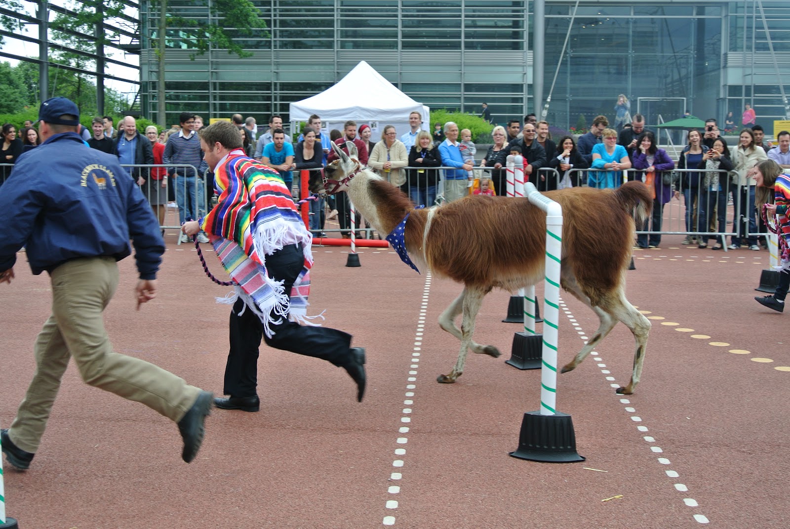 BlackRock Agility Racing Llamas: Llama Display at Chiswick Park London