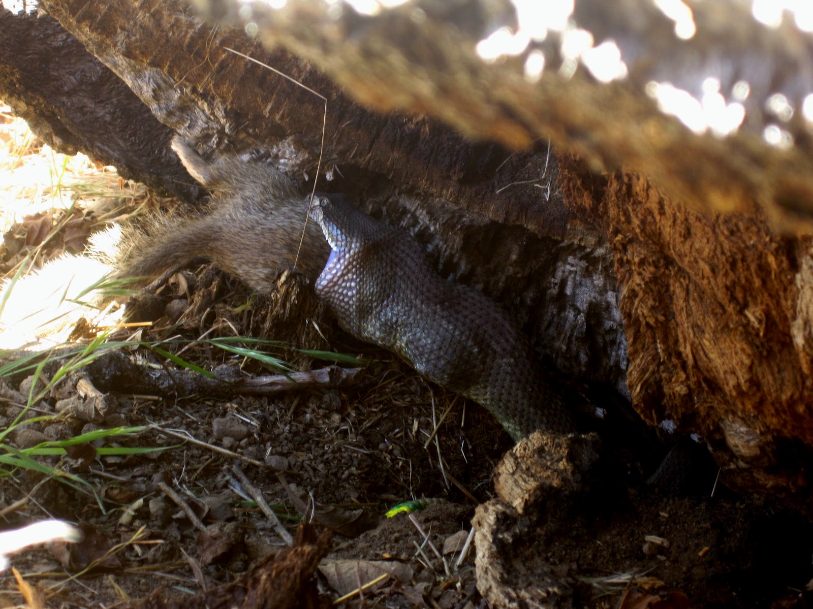 Strike, Rattle, & Roll: Hunting Snakes Have Patience