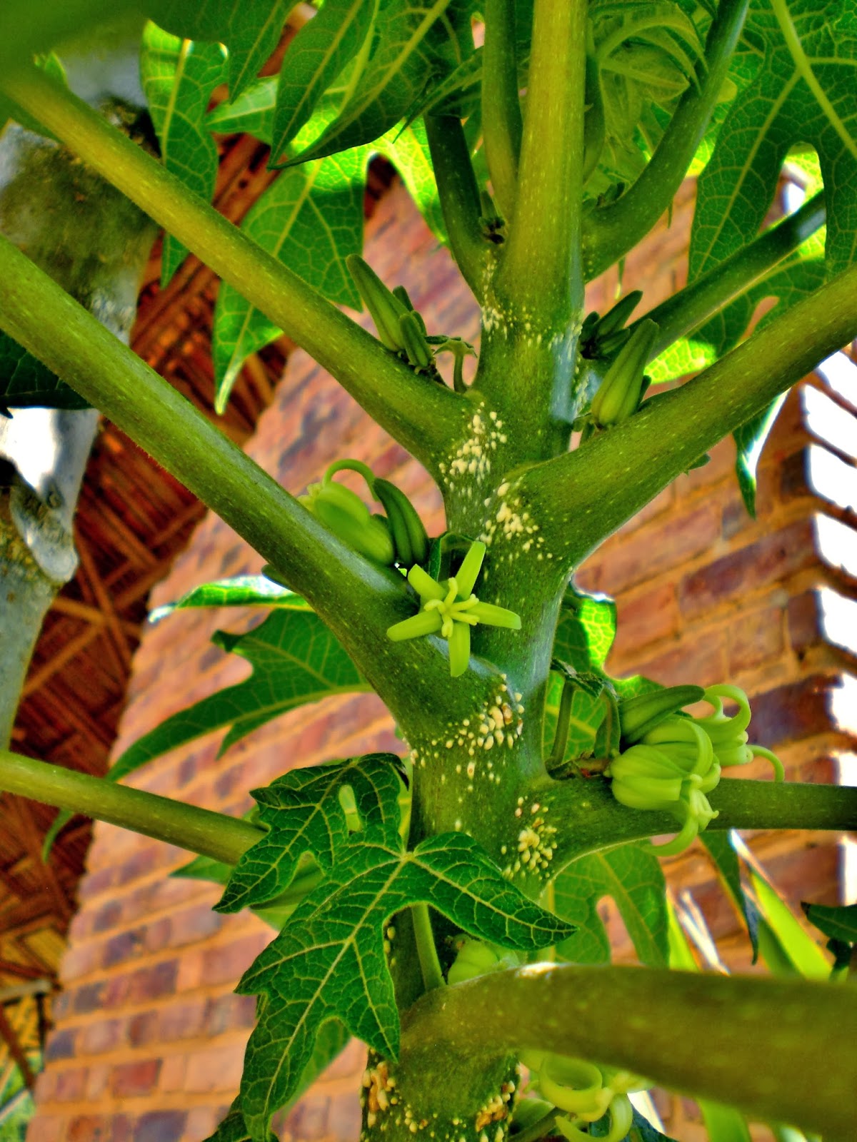 Vasconcellea pubescens o papayuela | Flores colombia