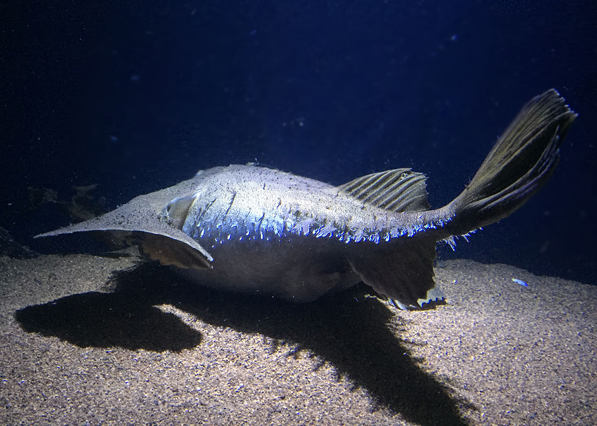 Exhibit Galleries Blog