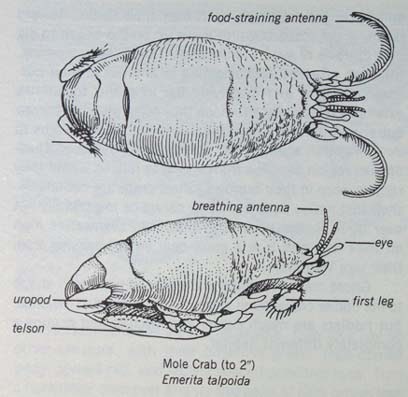 Ciencia y Naturaleza: Emerita analoga