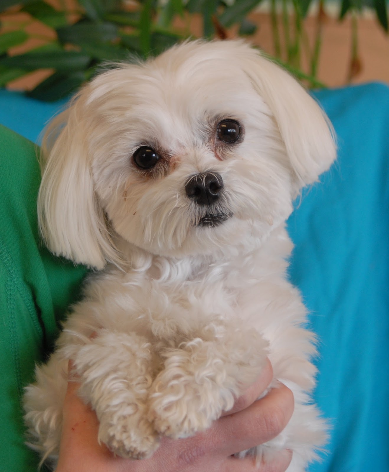 Dymin, a petite and young Maltese who wants to be the center of your world.