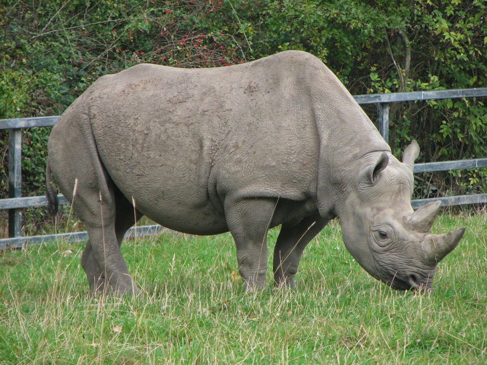 Rewilding Canada Blog: A Brief History of Rhinoceroses and their ...