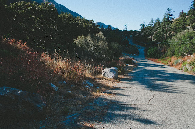 Light and Life with Leah: Susan, Lovely and Ethereal