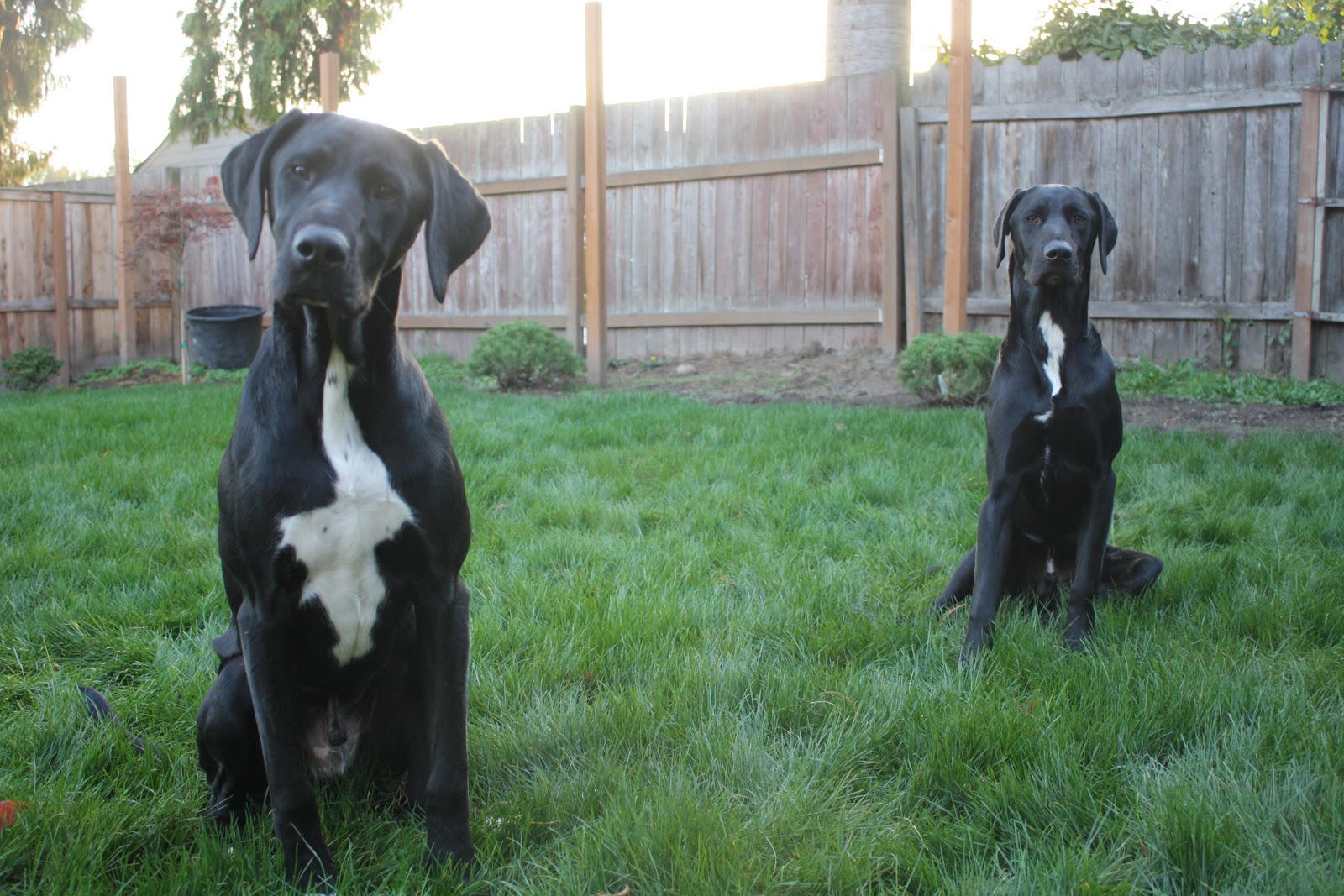 Domestically Dobson: Dog Run Fun