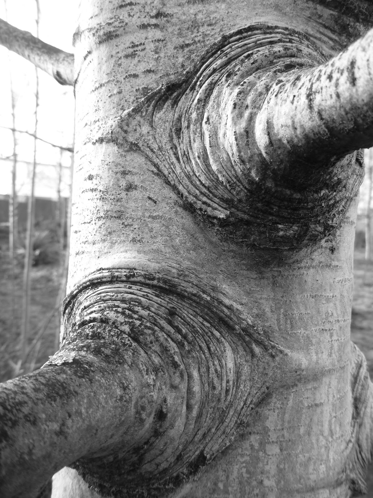 TravelMarx: Quaking Aspen Branch Scars