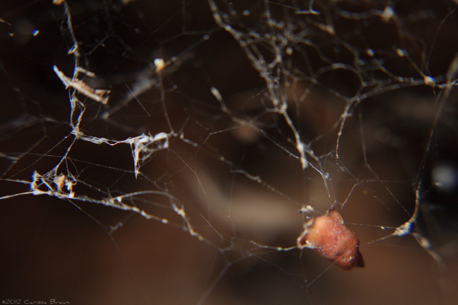 Nature Photography and Facts : Spider Webs