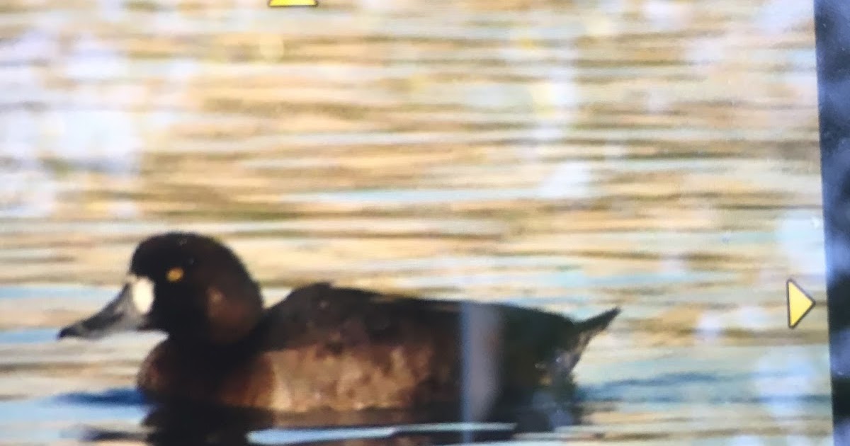 Prospect Park Bird Sightings & North Brooklyn Nature News: Greater ...