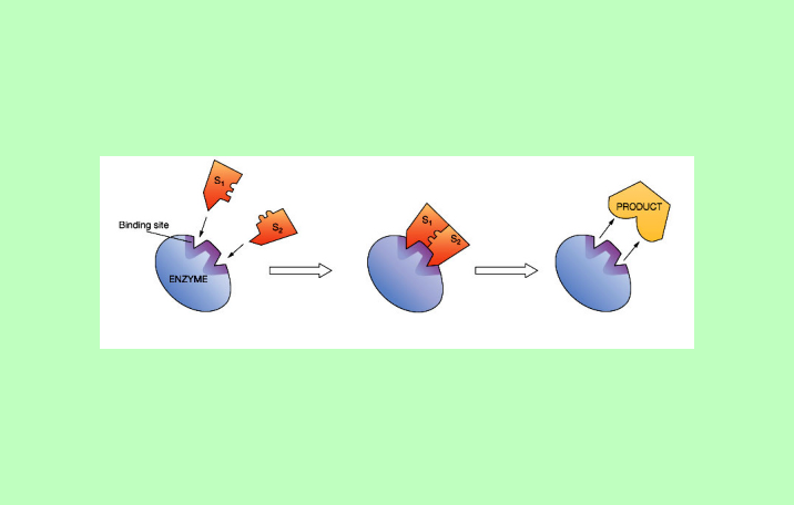 Enzim : Pengertian, Struktur, Fungsi, Macam Jenis - Jegeristik