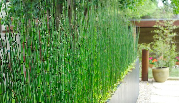 Jual Pohon Bambu Air Murah | Tanaman Hias Bambu Air - Pusat Tanaman Hias