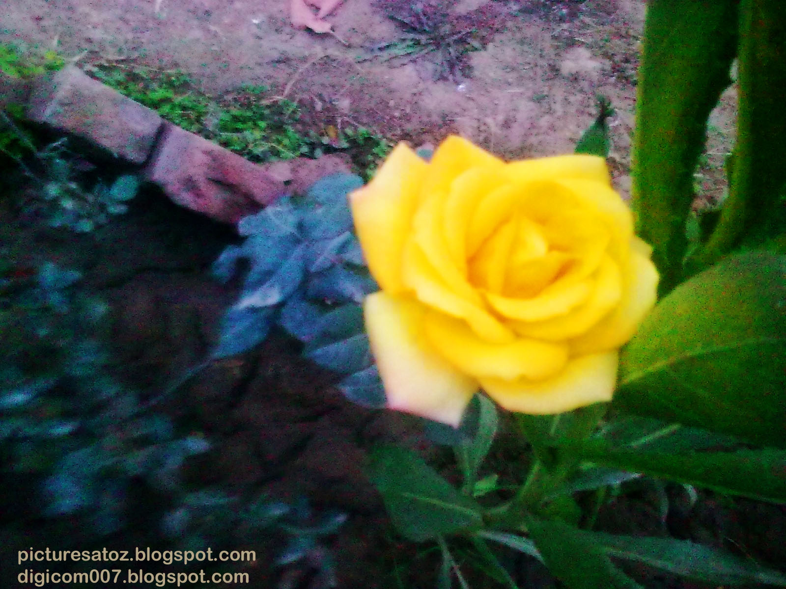 Pictures A To Z: Beautiful, natural yellow flowers HD wallpapers.