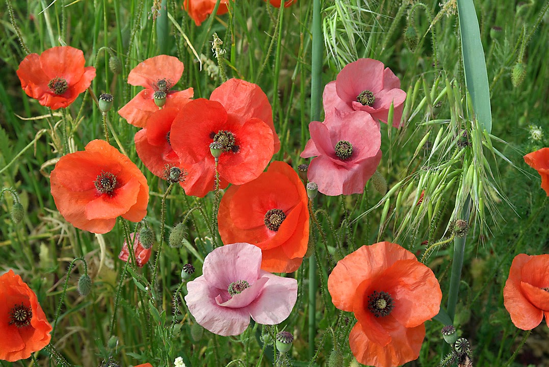 SILVERTREEDAZE: POST-BELLUM POPPYCOCK