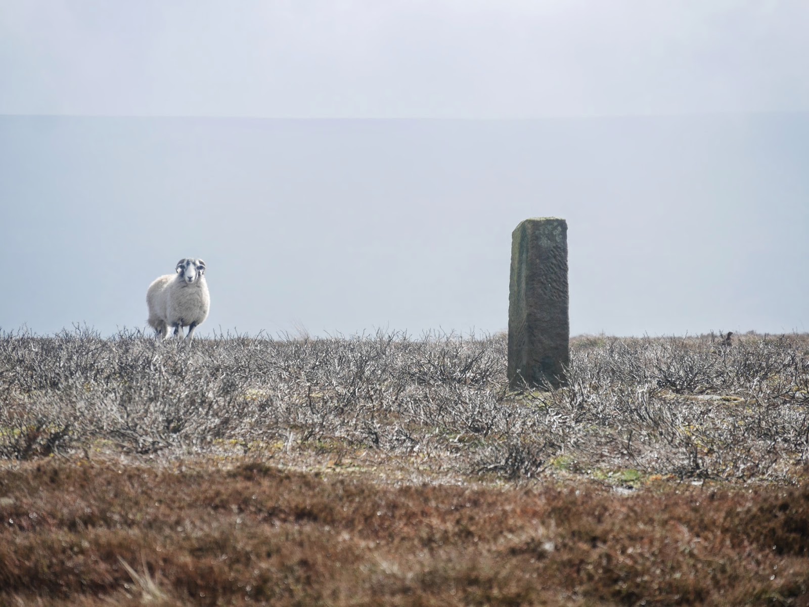 Our Coast to Coast Walk 2014: Day 17 Clay Bank Top to Blakey Ridge (14. ...