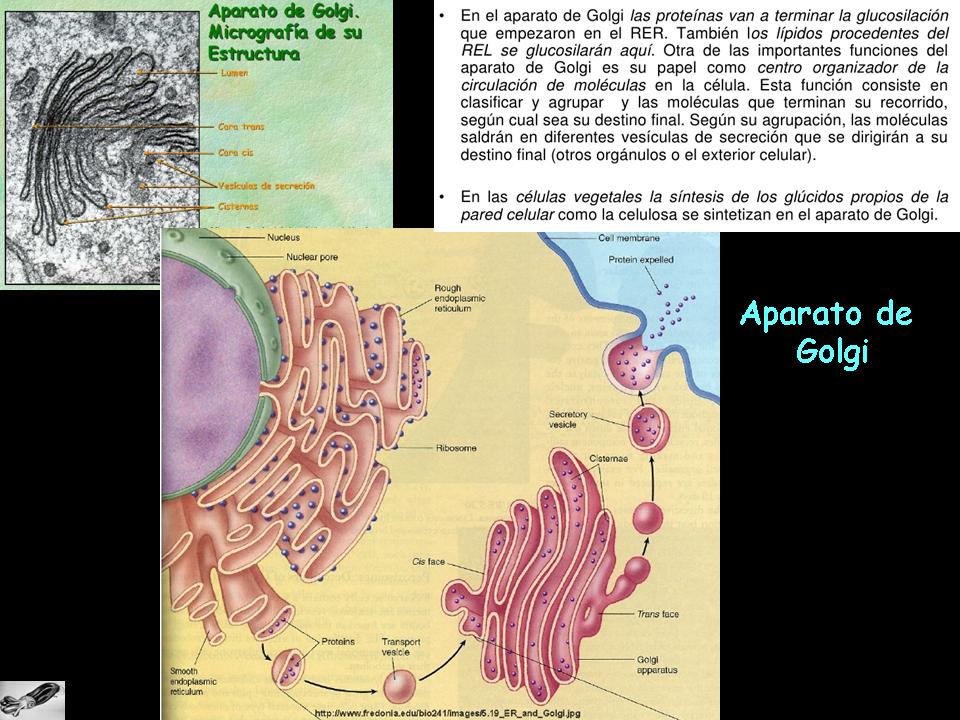 ...y la vida evolucionó: Aparato de Golgi, transporte intracelular-11/15