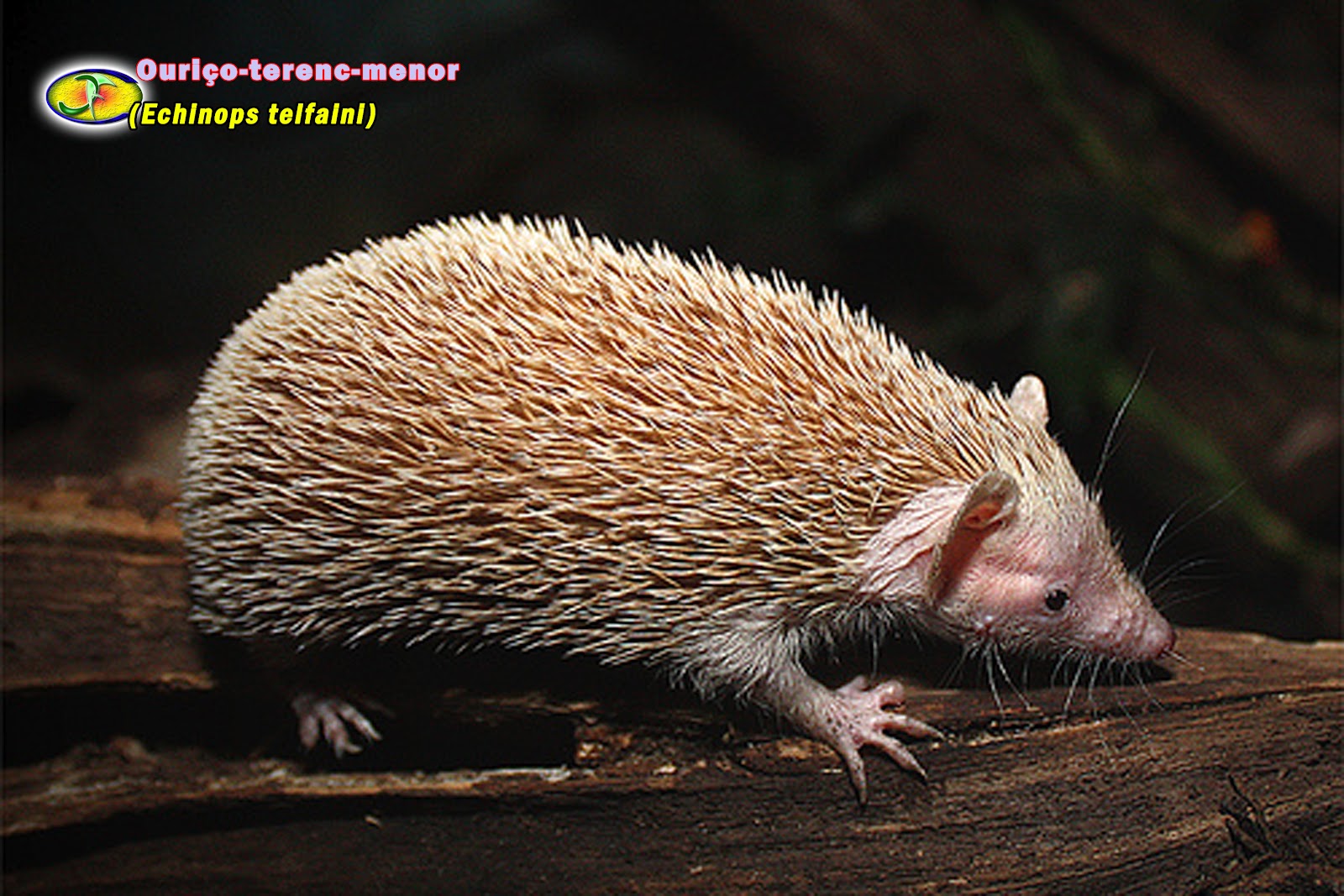 Mamíferos: Tenrec-ouriço-menor (Echinops telfairi)