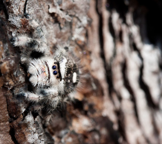 Salamander-Shmalamander: 2013