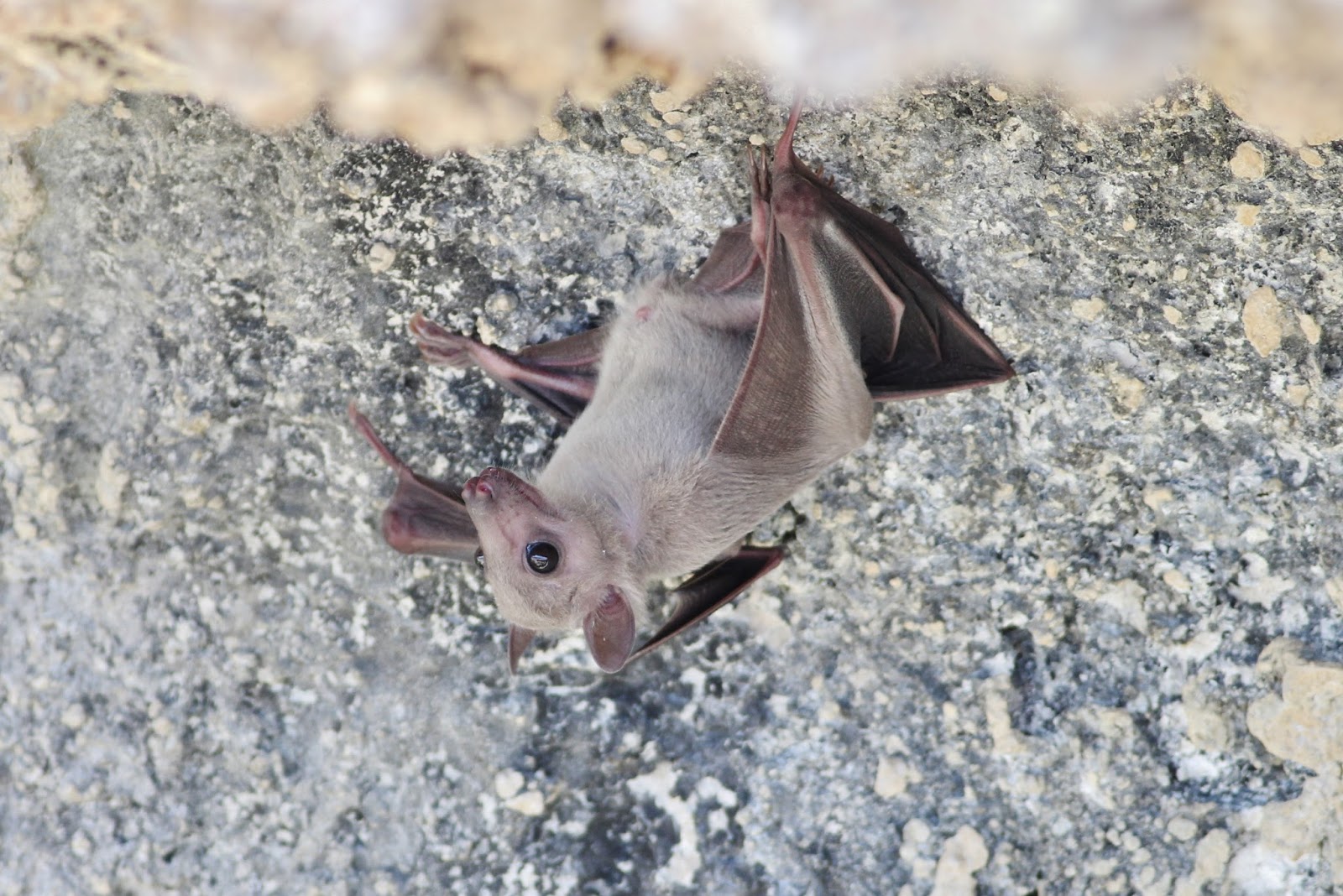 Biodiversity of Cyprus by NGO Protection of the Natural Heritage and ...
