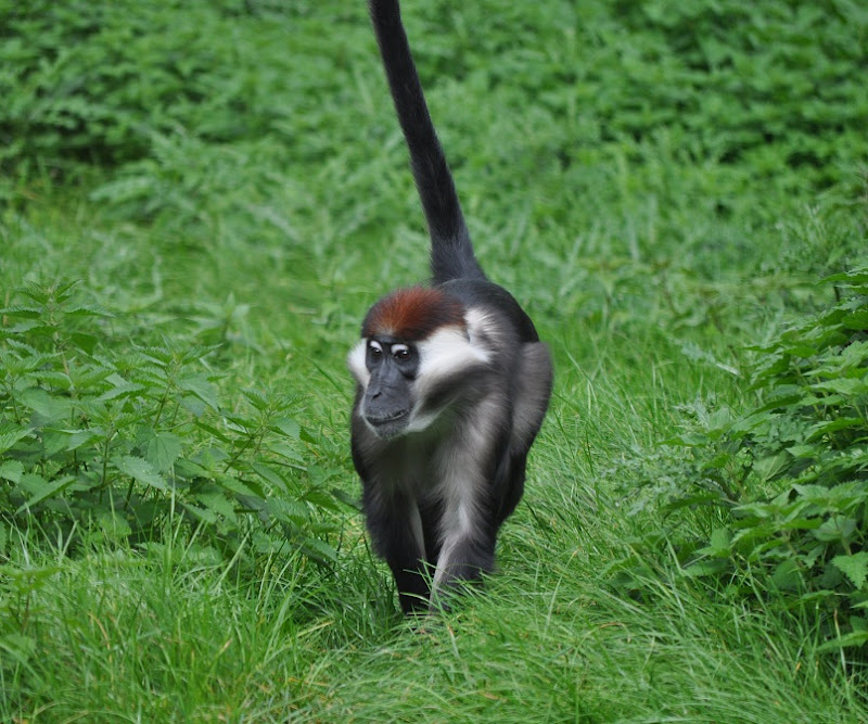 ZOOTOGRAFIANDO (6.100 ANIMALS): MANGABEY DE COLLAR / COLLARED MANGABEY ...