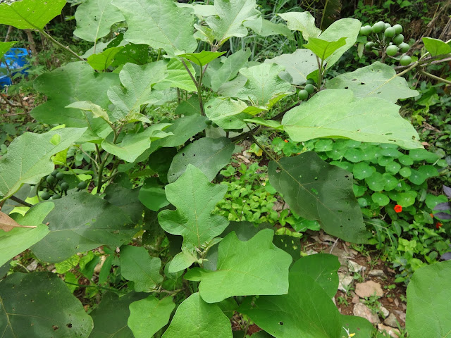 Herbs from Distant Lands: Solanum torvum - Pea Aubergine, Susumber ...