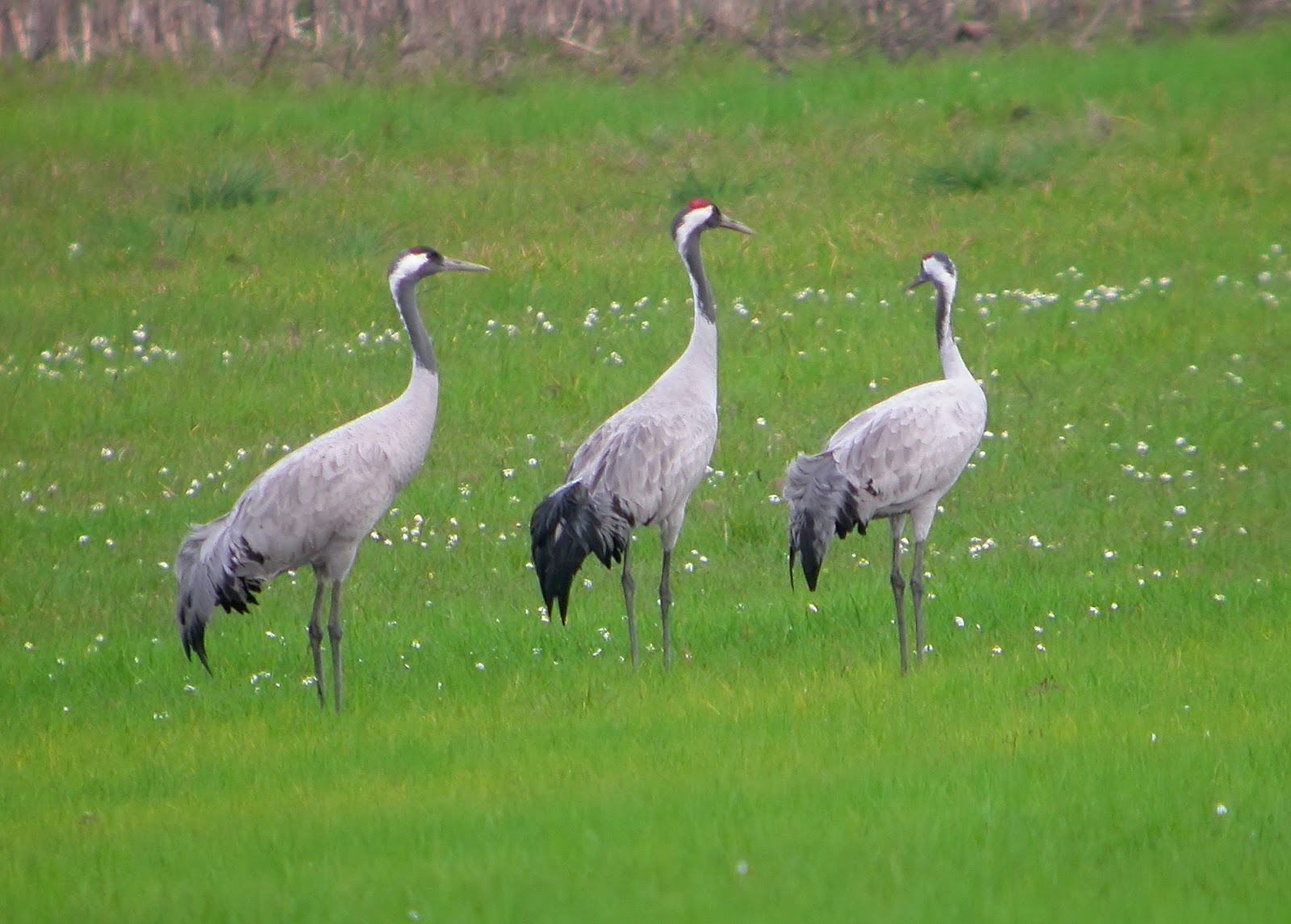 Aves y Fotografía de Naturaleza: Grulla Común, Grus grus, Common Crane