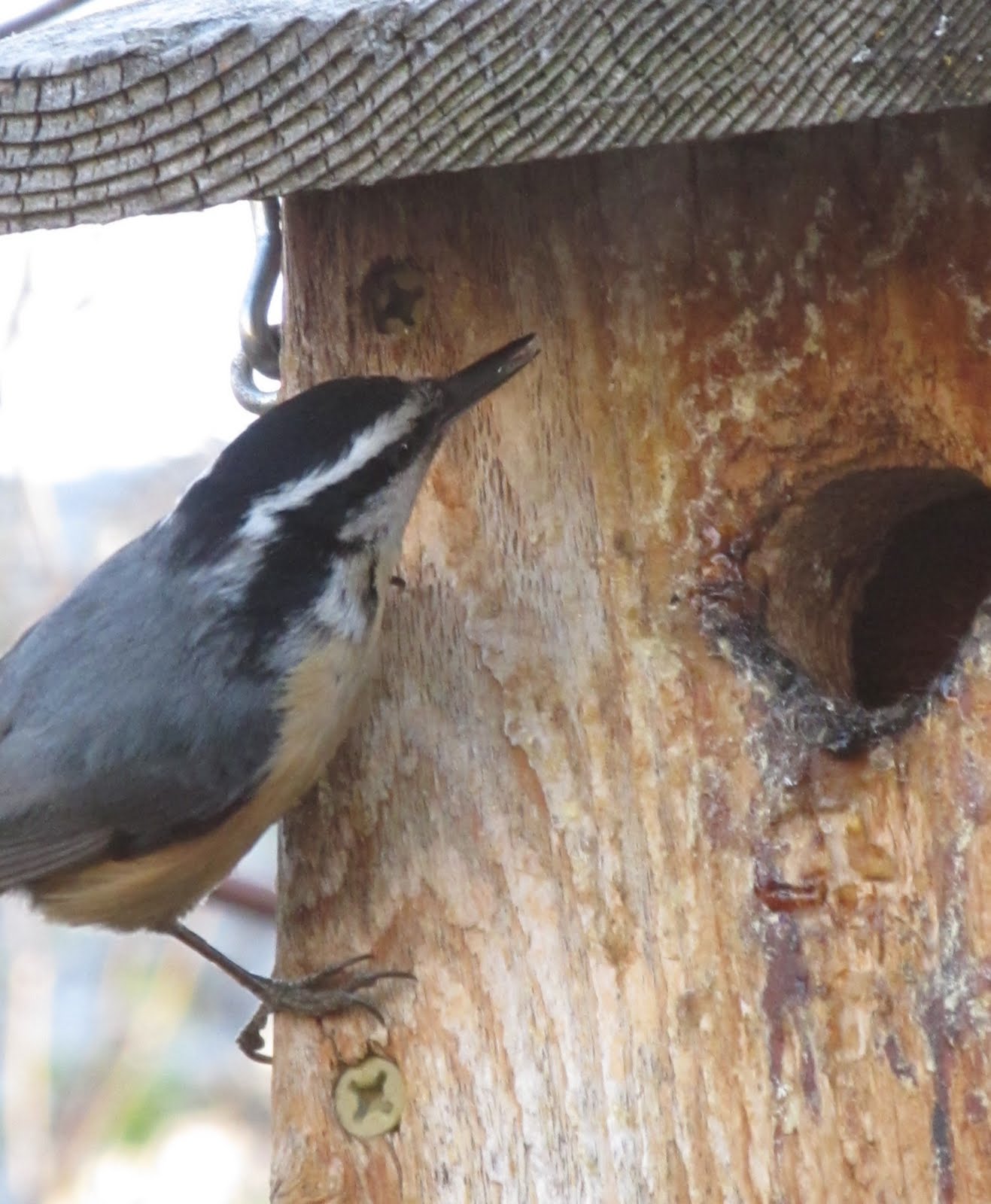 Montana Wildlife Gardener: Nuthatch and chickadee nesting update