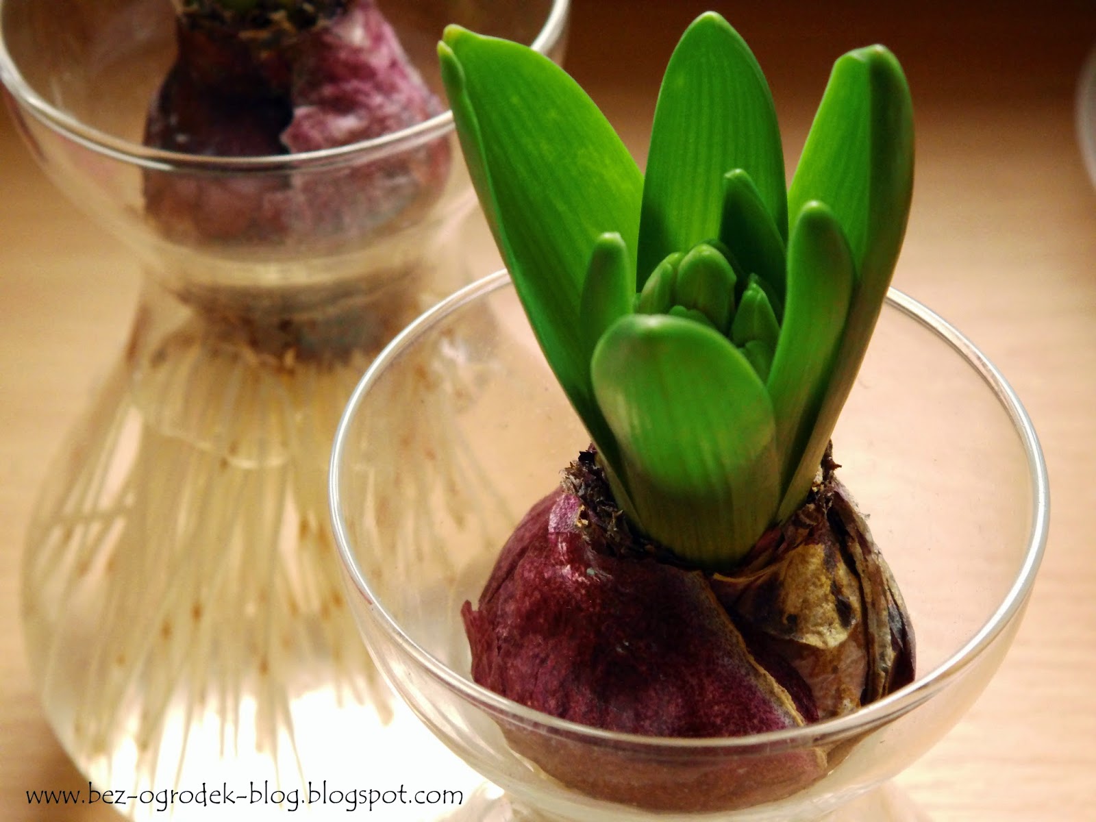 Uprawa hiacyntów w wodzie | BEZ OGRÓDEK | blog ogrodniczy