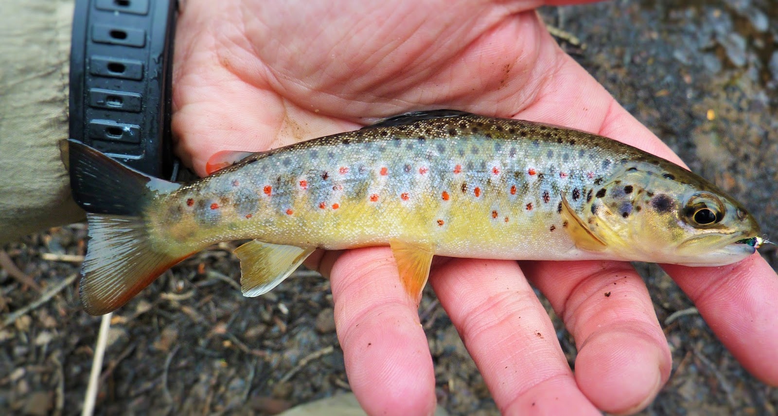 Streamside diary: Jewels in the Stream (also rod review)