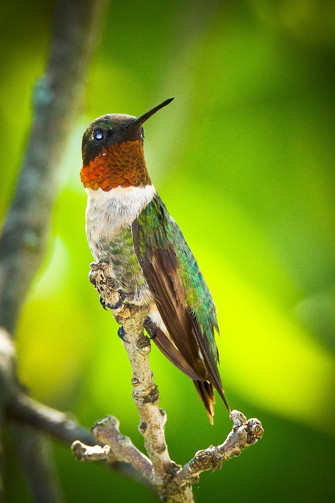Feather Tailed Stories: Ruby-throated Hummingbird