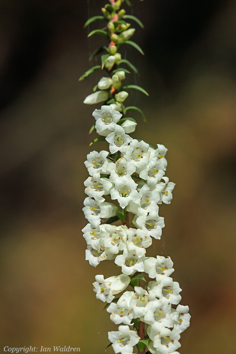 Ian Waldren Nature Photography: Australian Native Flora