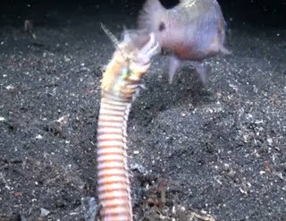 The Bobbit Worm Catches its Prey | The Ark In Space