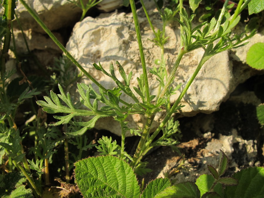 FLORA NEL SALENTO e.. anche altrove: Papaver apulum Ten. - Papaveraceae ...
