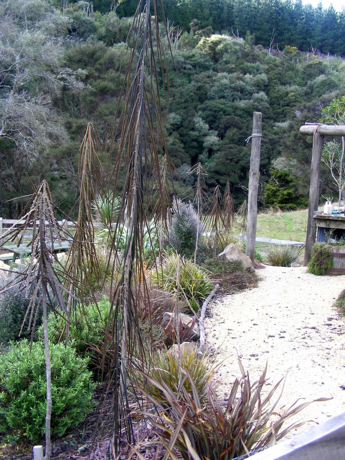 Rachel Callaghan Landscape Architect, NZ: Lancewoods