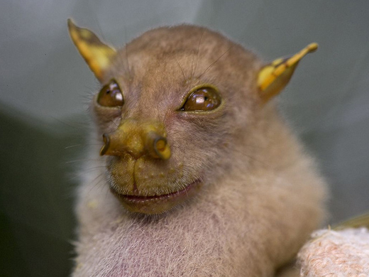 A que no sabías que...: Animales Raros: Narizón